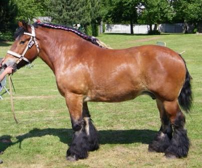 Trait du Nord - Standard